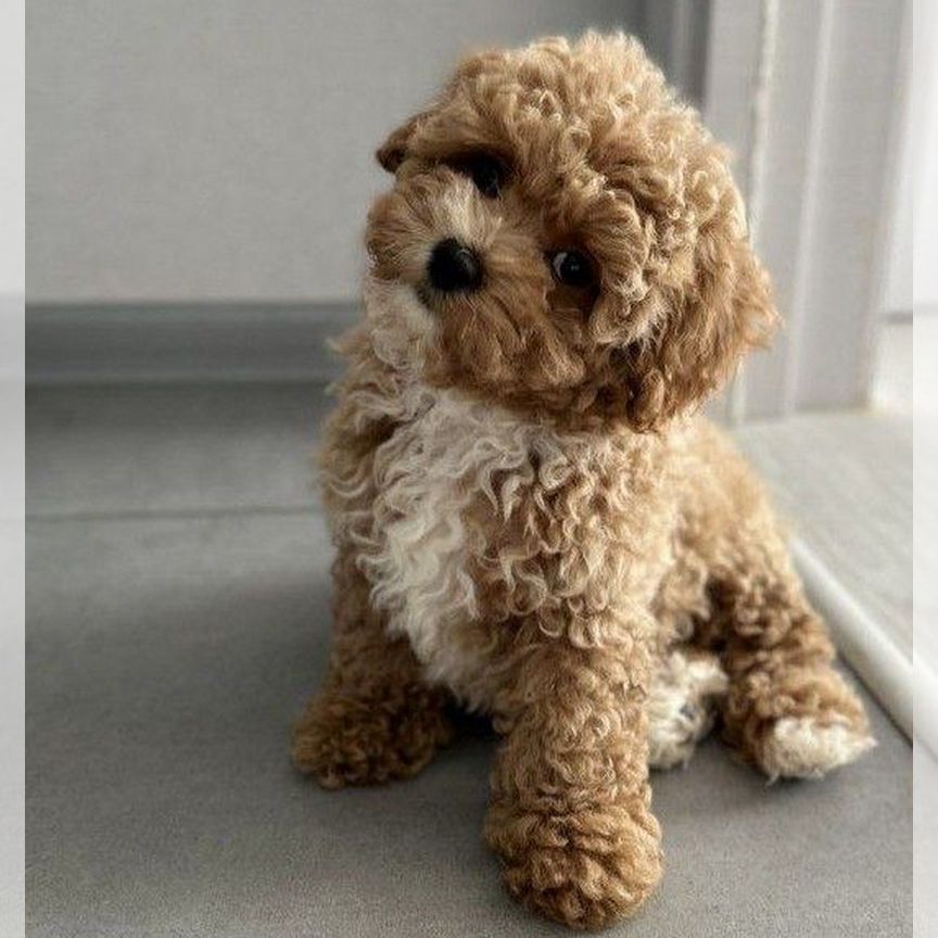 Мальтипу, щенок