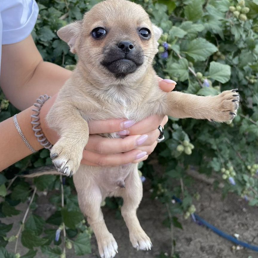 Продаются щенки (мальчики)