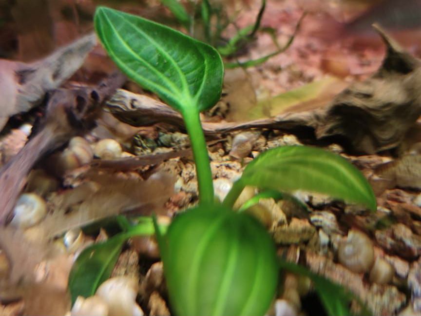 Коллекционные эхинодорусы