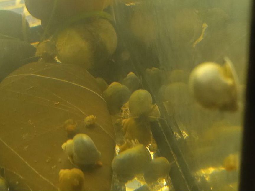 Улитки аквариумные ампулярии