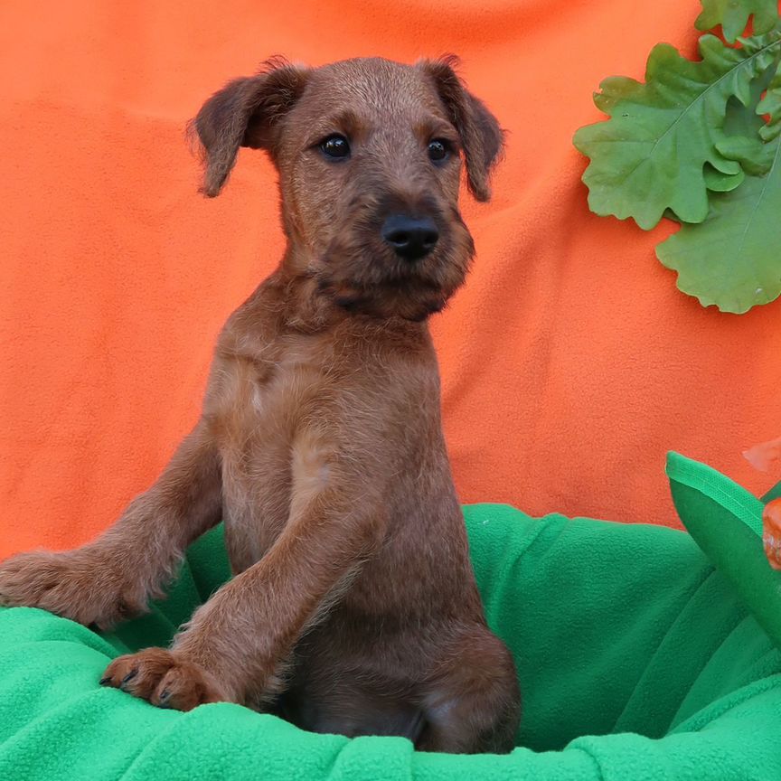 Ирландский терьер, щенок