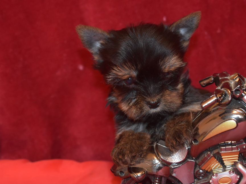 Йорк - мини очаровашечка