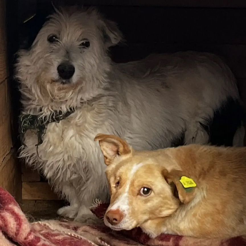 Взрослая собака в добрые руки