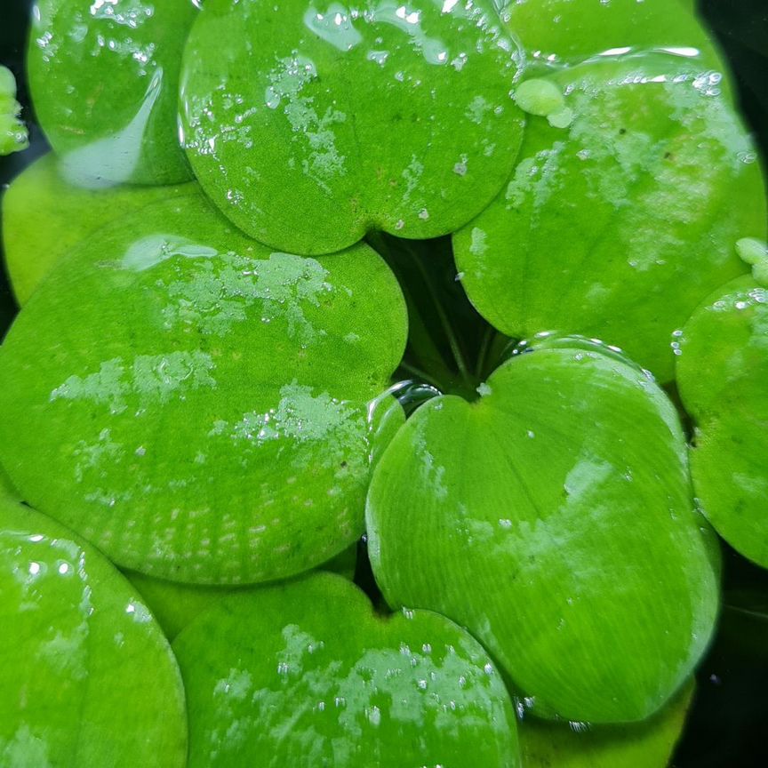 Аквариумные растения