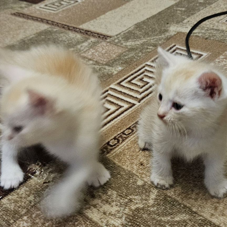 Британские котята в добрые руки