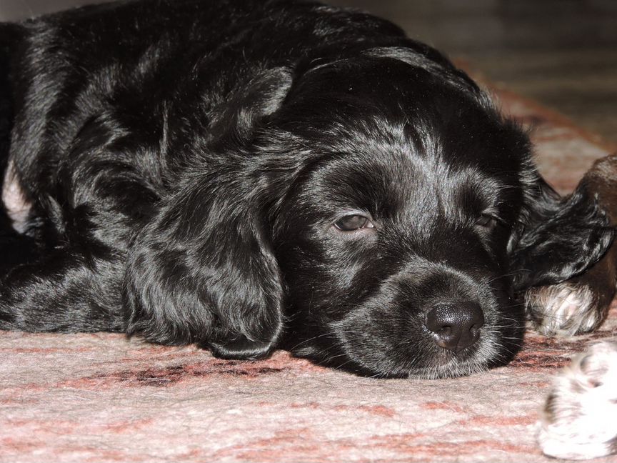 Продам Щенков