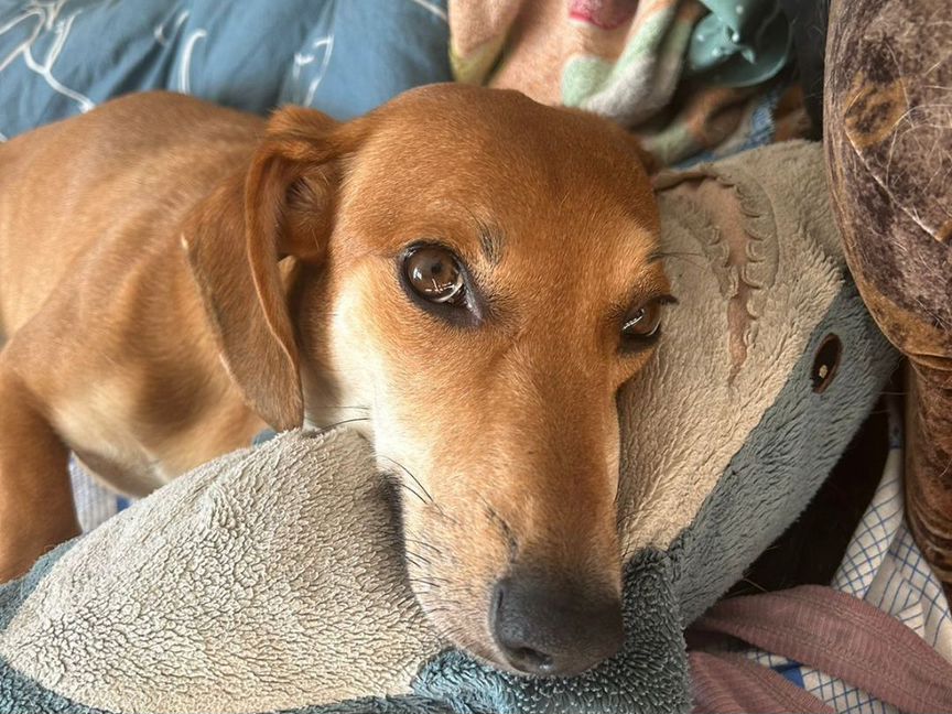 Метис таксы