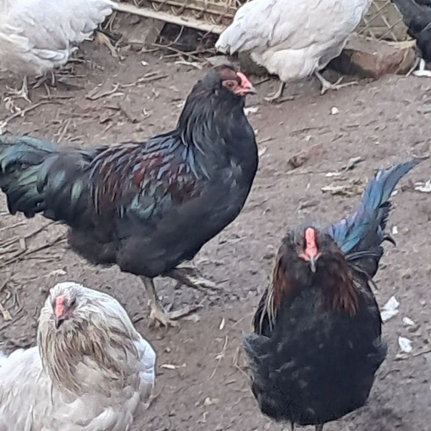 Молодые петухи