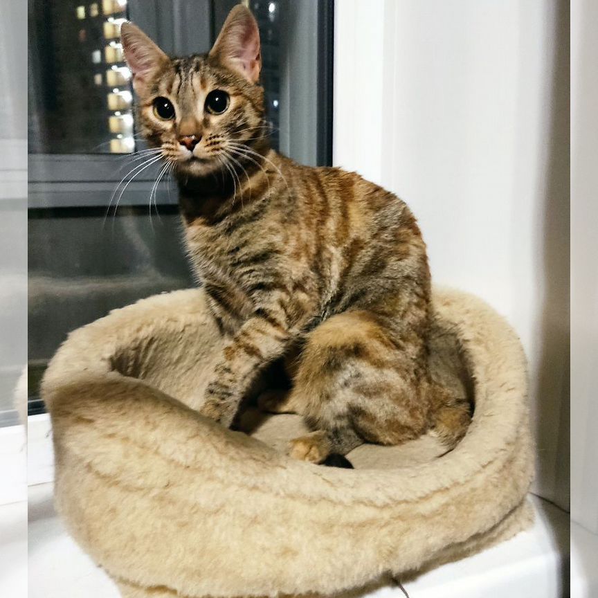 Бенгальская кошка, взрослая