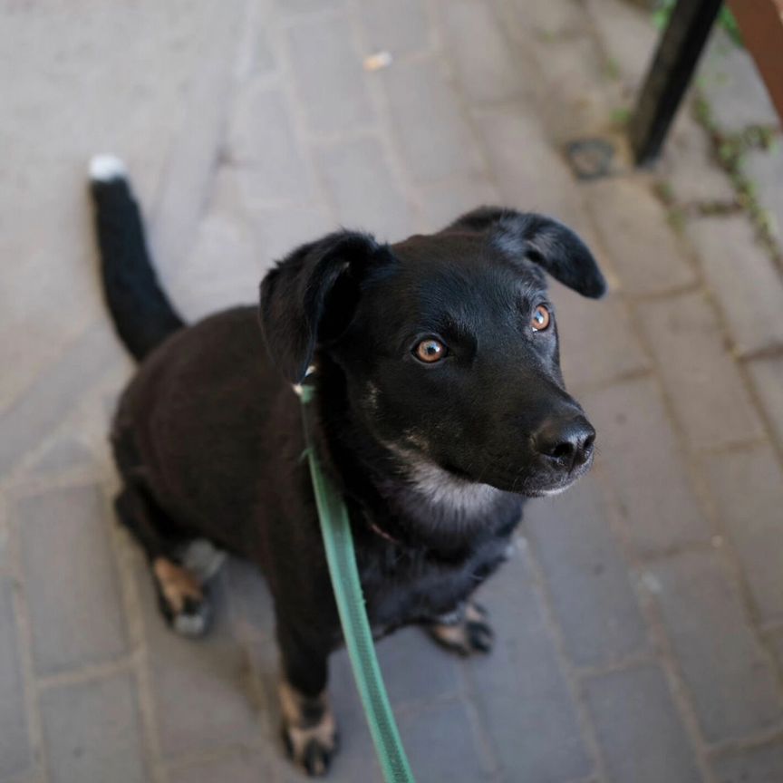 Собаки из приюта: Черри в добрые руки