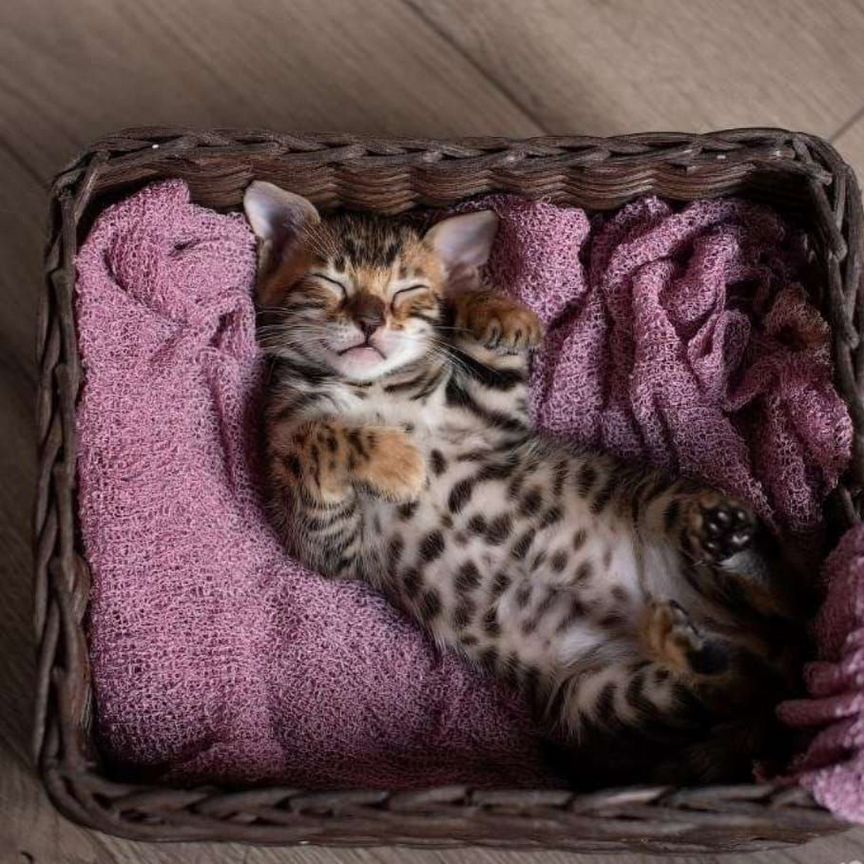 Элитные Бенгальские котята