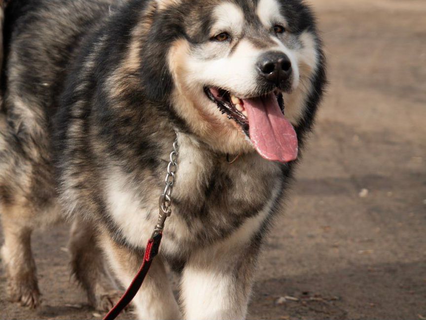 Отдам в добрые руки