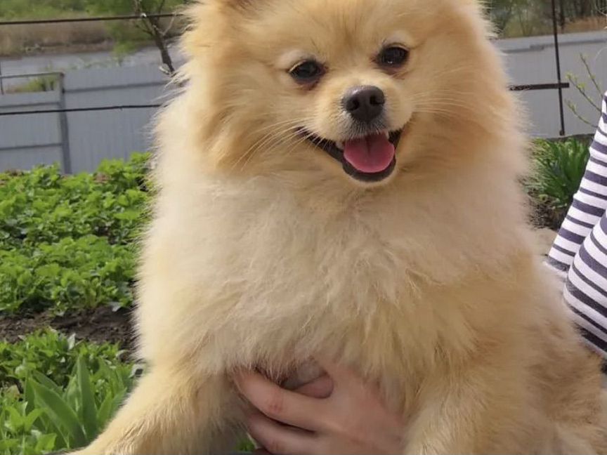 Вязка кобель шпиц