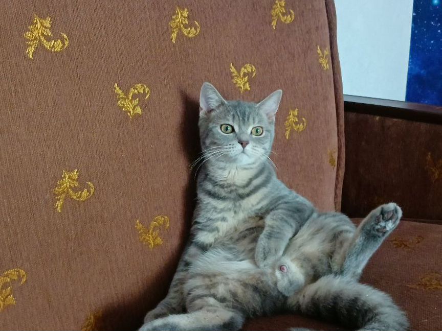 Британская кошка в дар