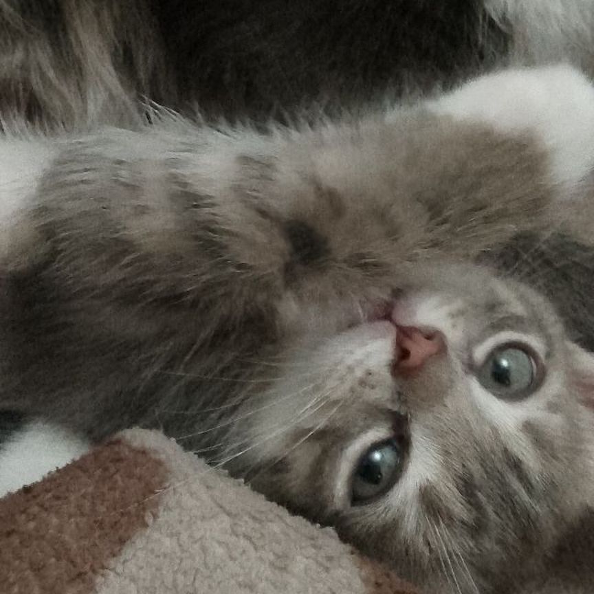 Котята без породы