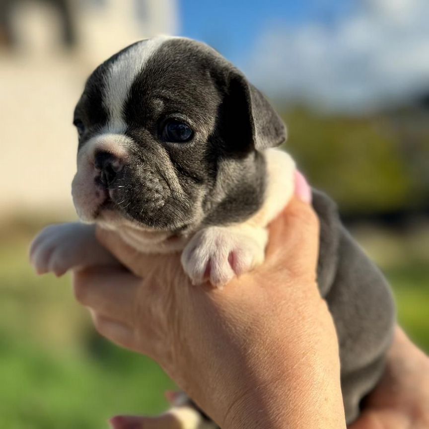 Французский бульдог щенки голубые