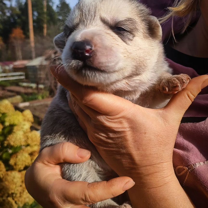Только в добрые руки