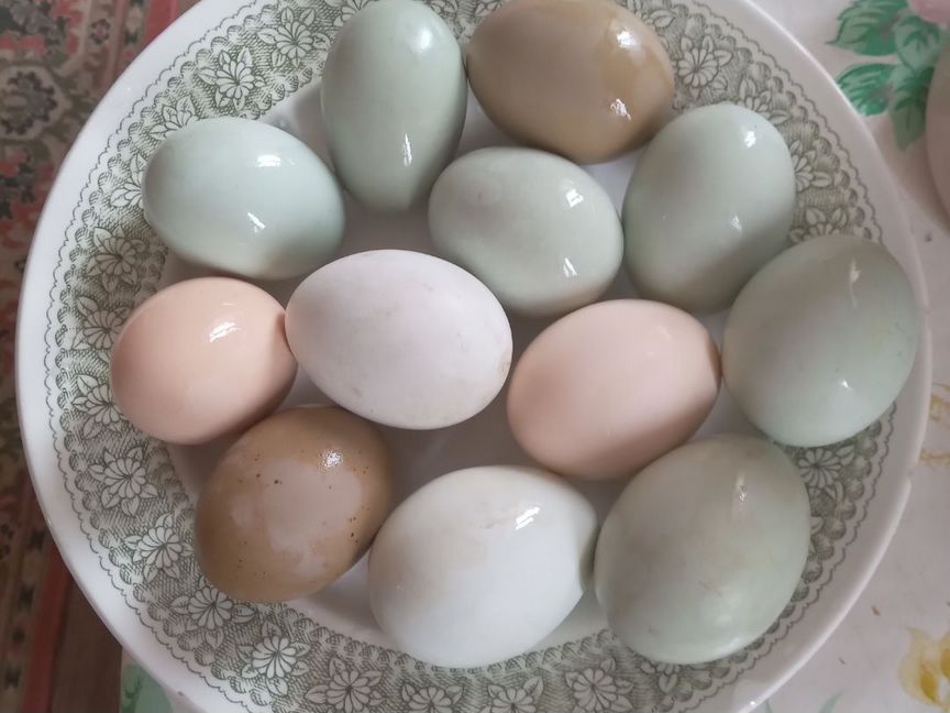 Продам куриные цветные яйца
