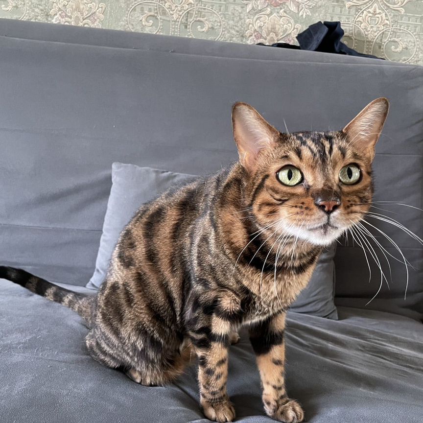 Отдам бенгальского кота