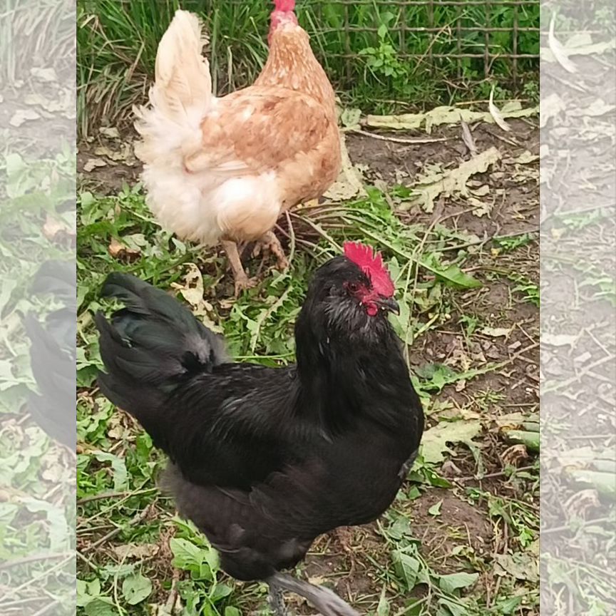 Продам петухов