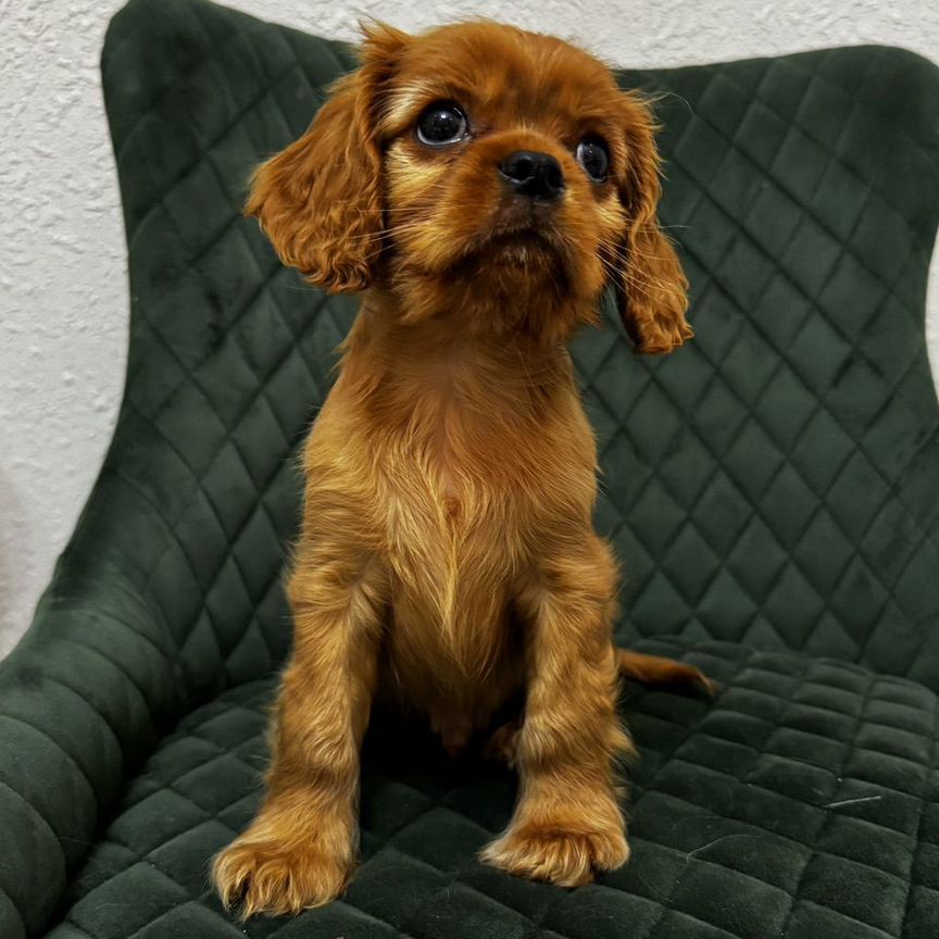 Кавалер кинг-чарльз-спаниель, щенок