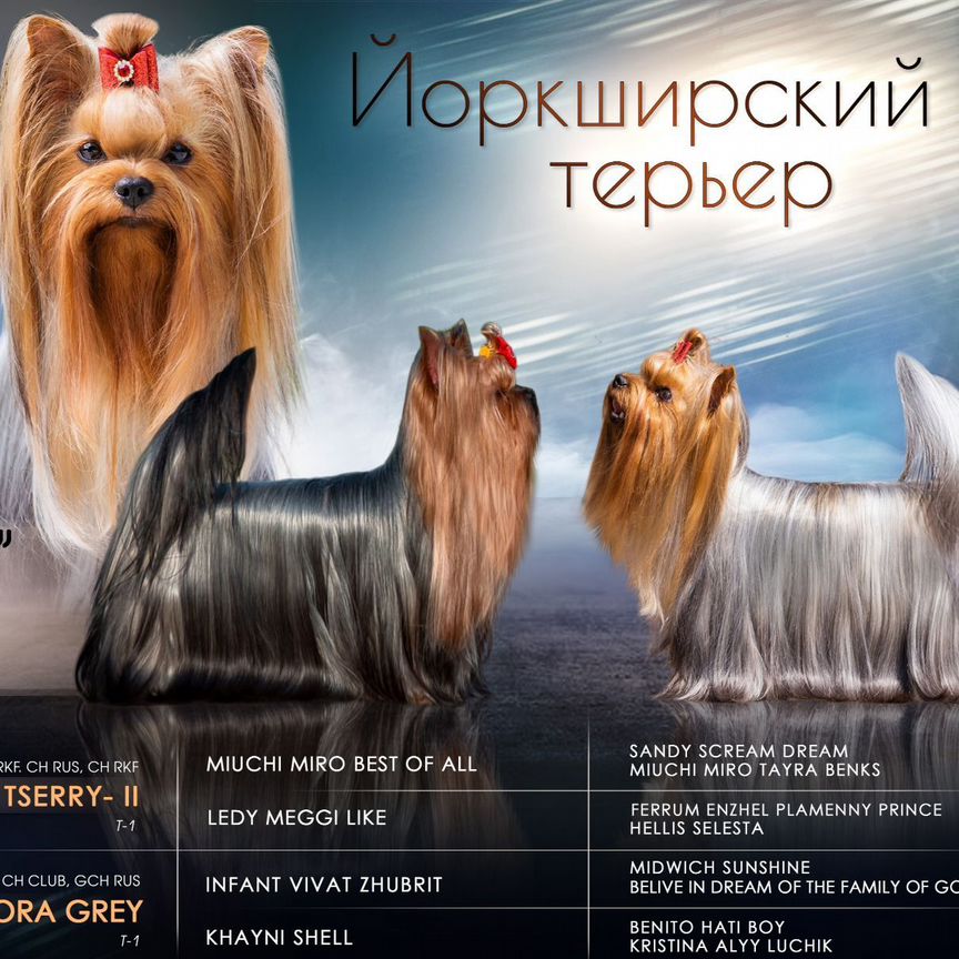 Йоркширский терьер щенки беби фейс