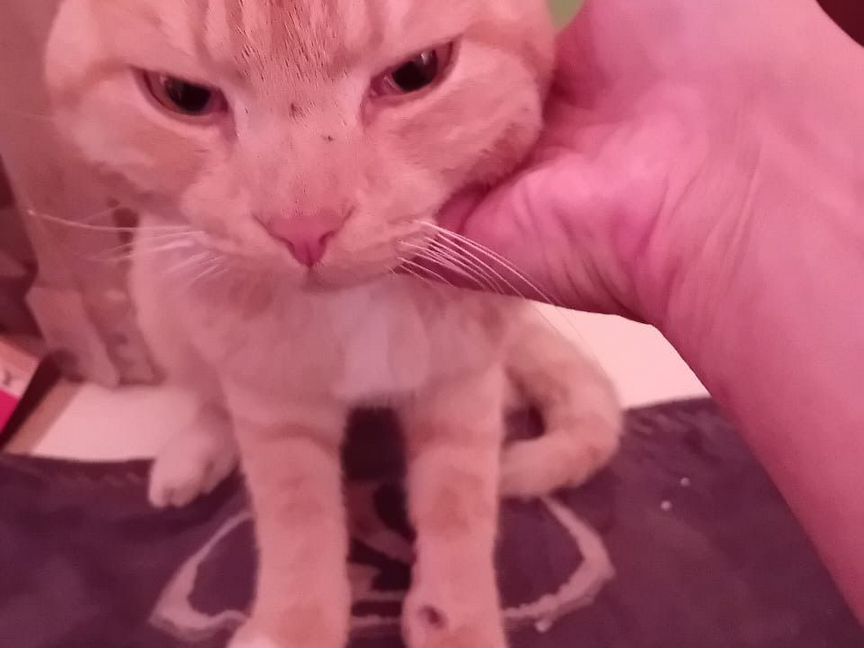 Отдам шотландского вислоухого кота