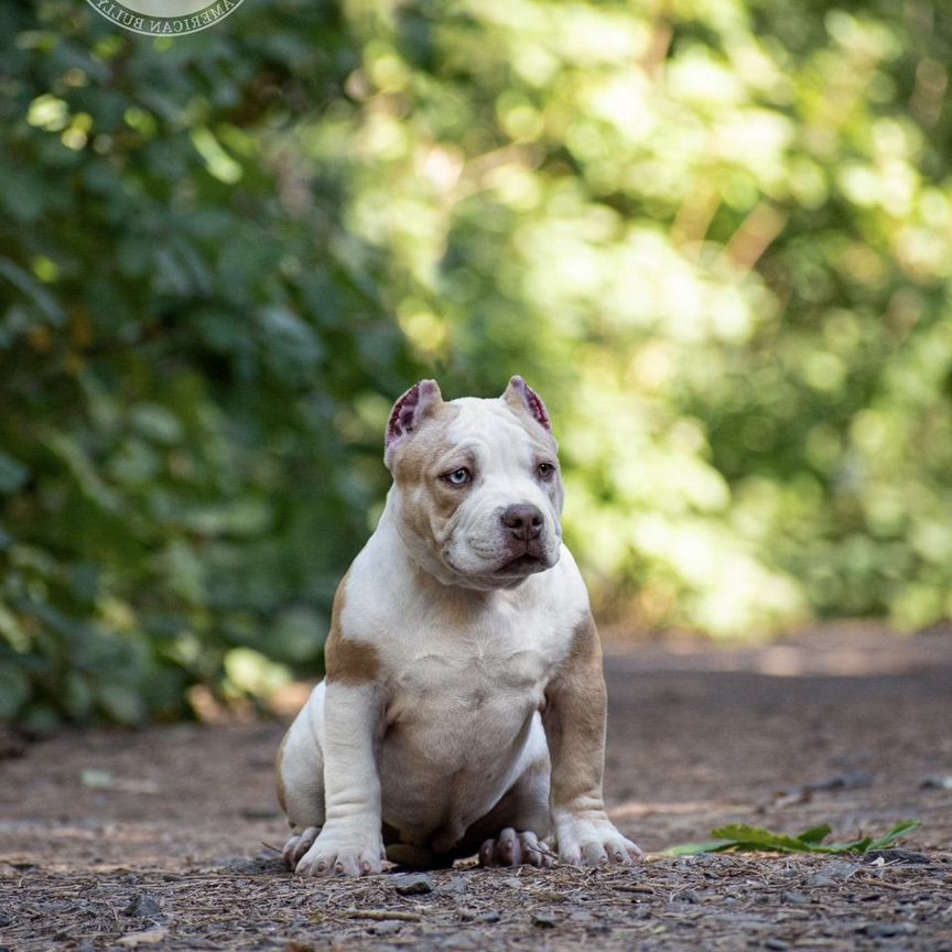 Щенок Американский булли
