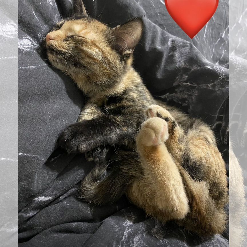 Кошечка подросток на счастье