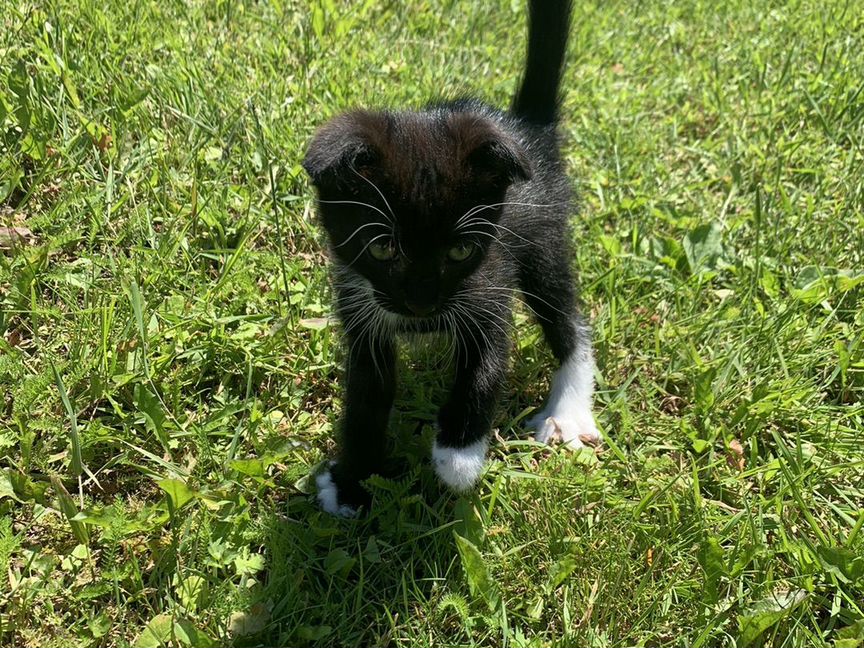 Отдам котят в добрые руки