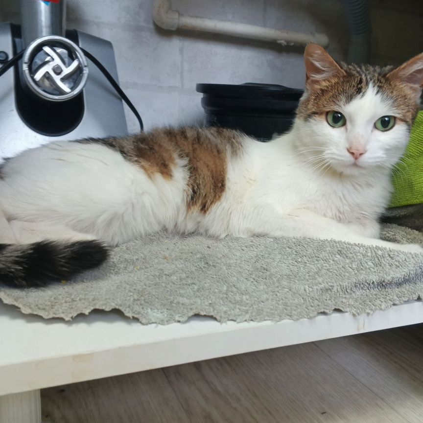 Взрослая кошка в добрые руки