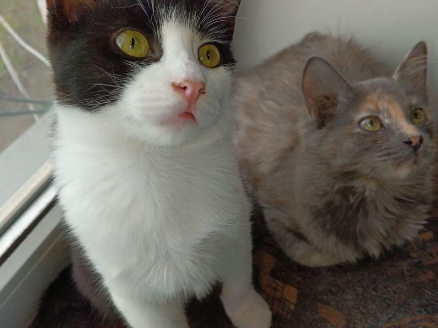 Котёнок