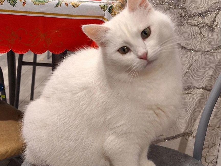 Коты в добрые руки