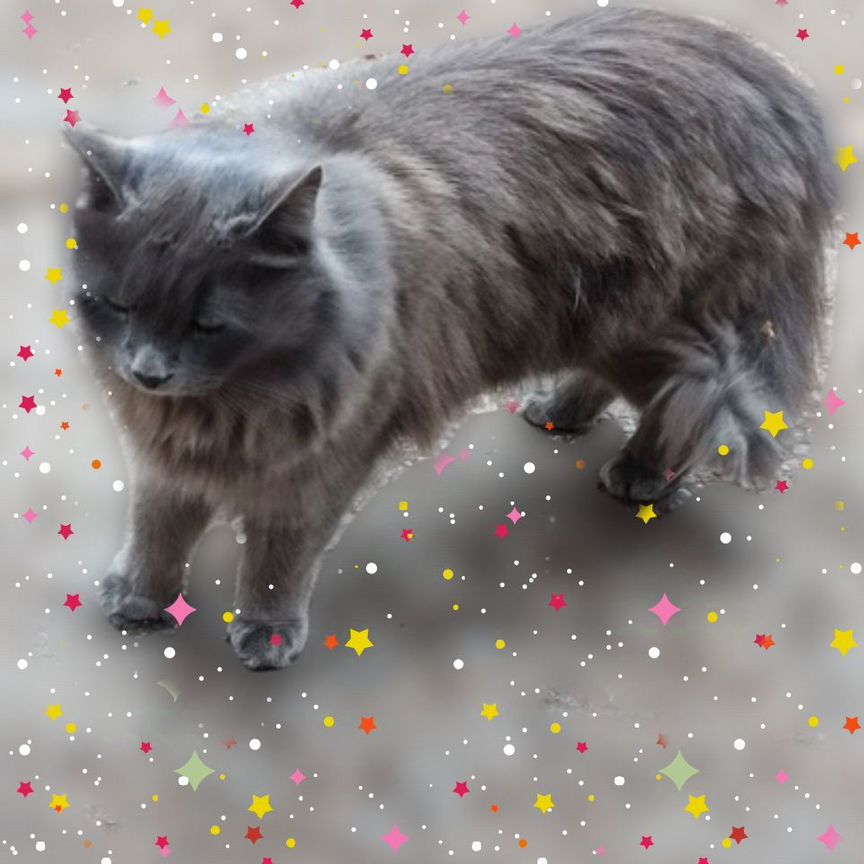 Котик в добрые руки