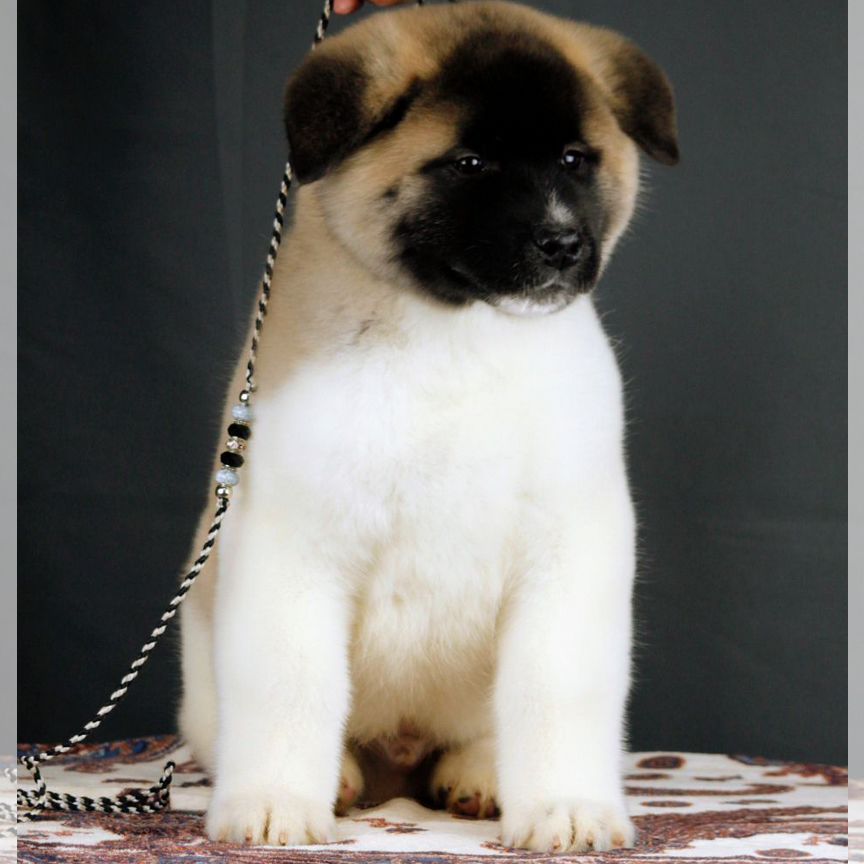 Американская акита, щенок