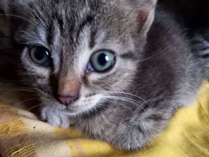 Кошки в добрые руки бесплатно