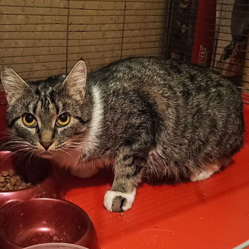 Взрослая кошка в добрые руки