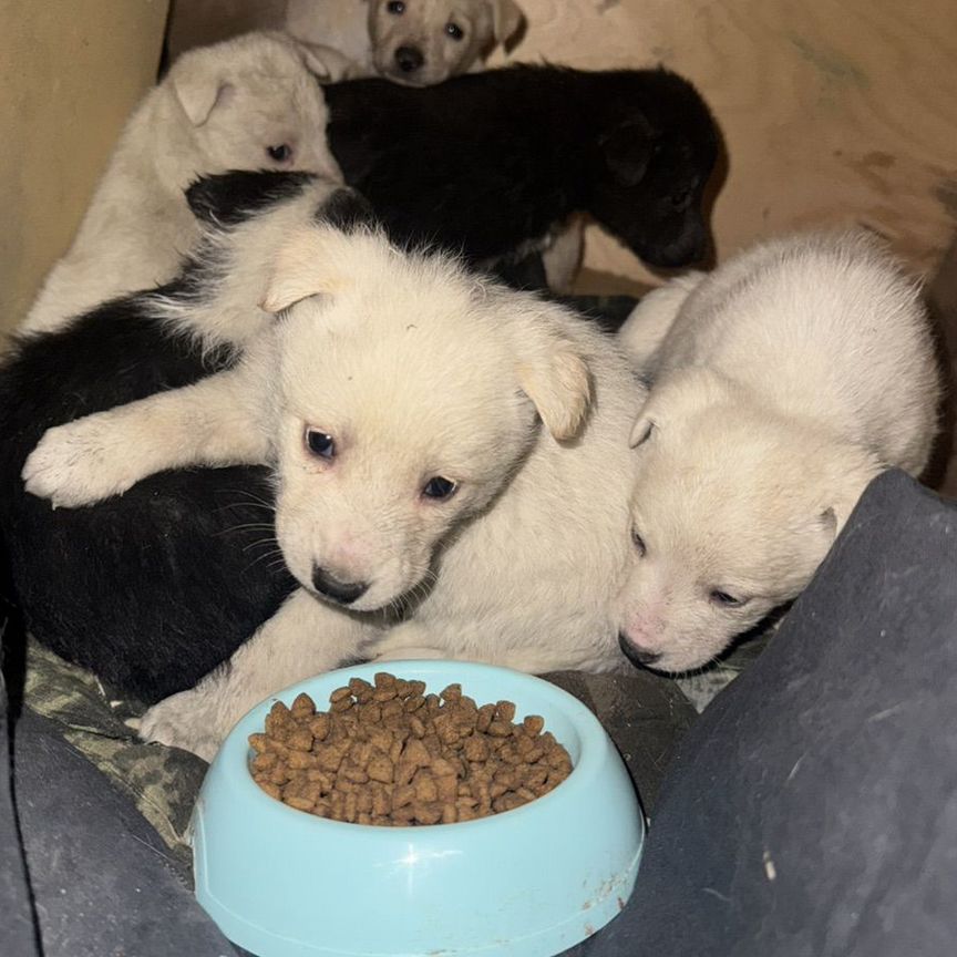 Щенок в добрые руки