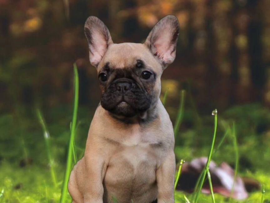 Французский бульдог