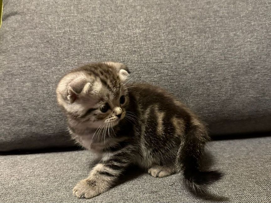 Кошки Шотландские