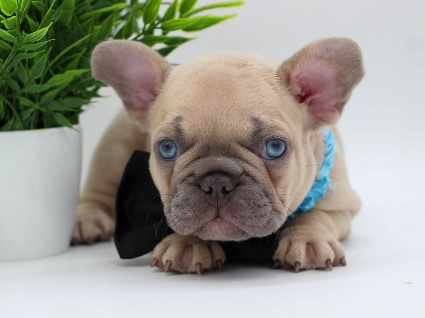 Французский бульдог лиловый