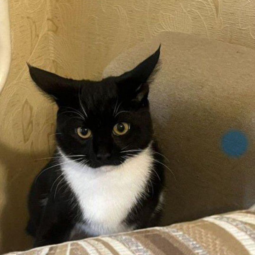 Отдам бесплатно кошку. Есть сумка переноска