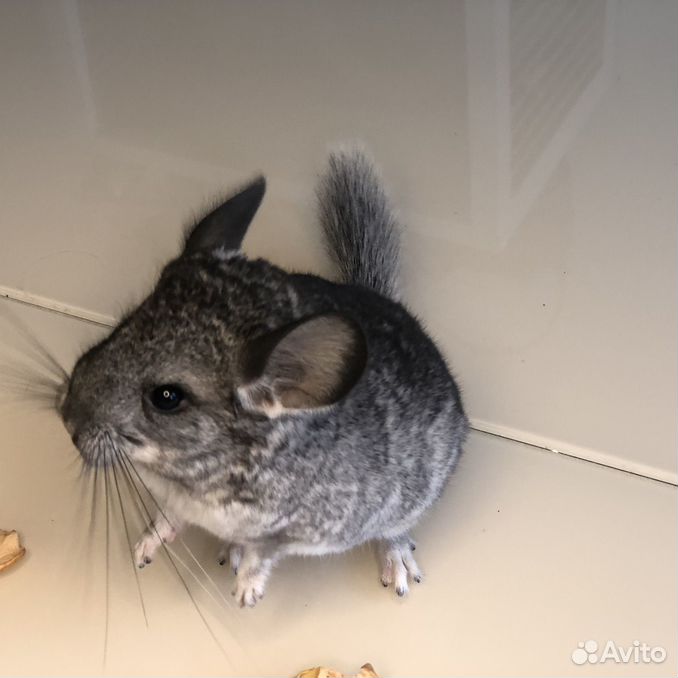 Шиншилла стандарт девочка 2 мес
