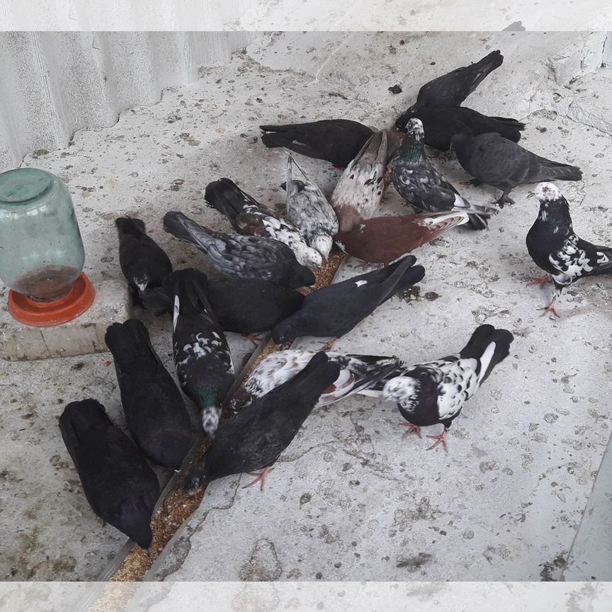 Голуби бойные