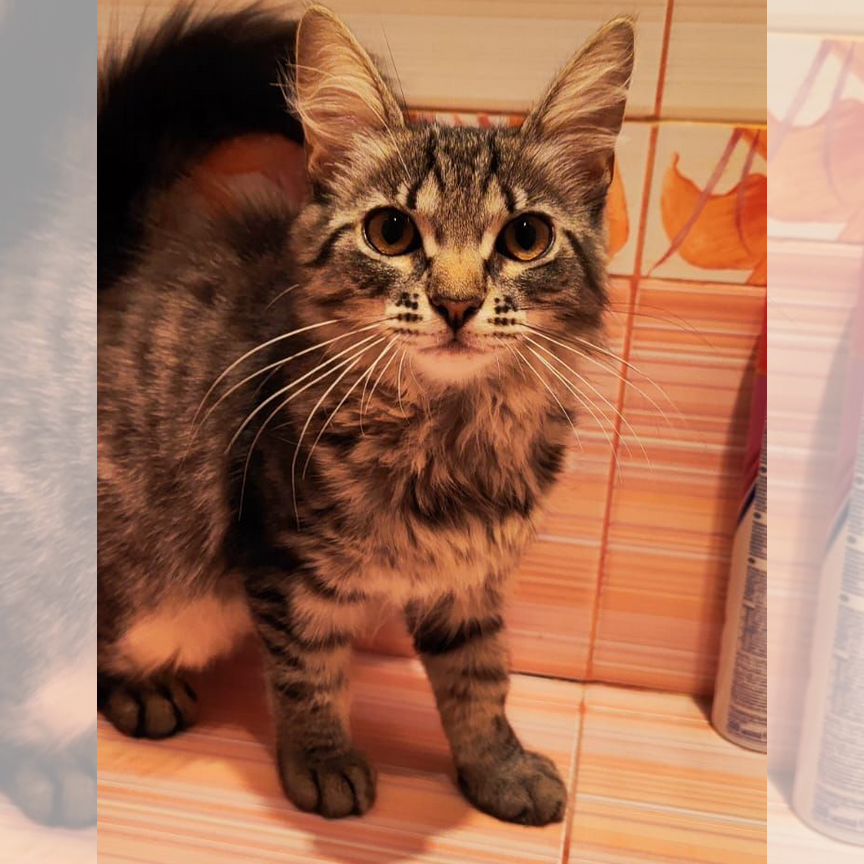 Котёнок в дар