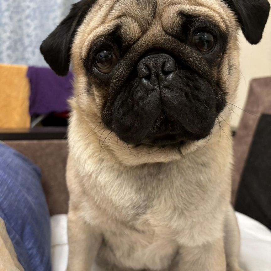 Мопс вязка мальчик