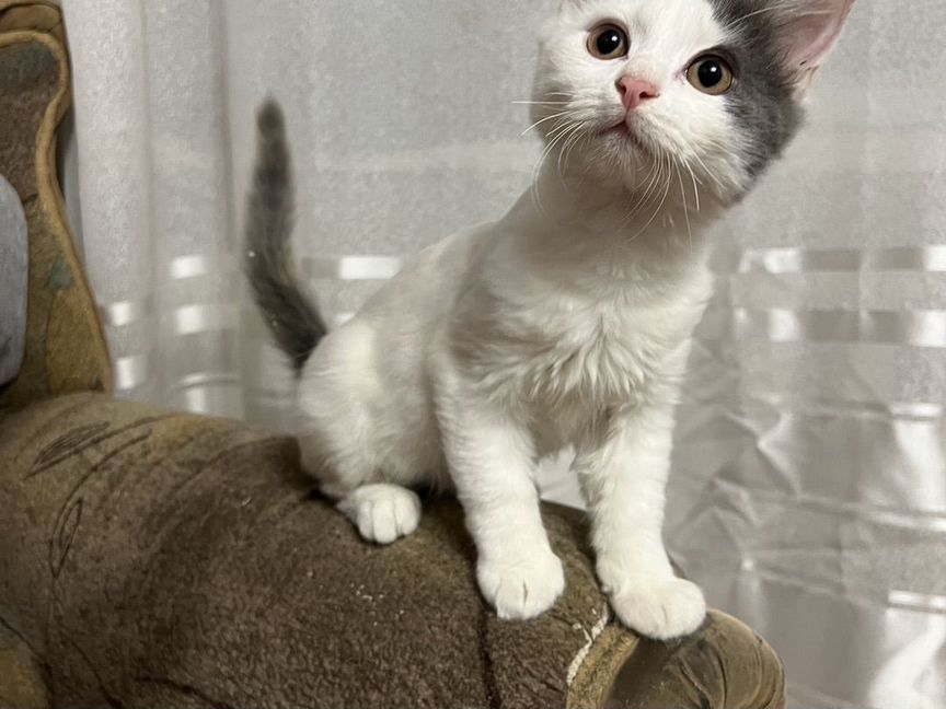 Милые котята