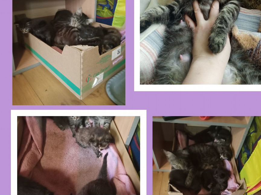 Отдам котят мейн-кун