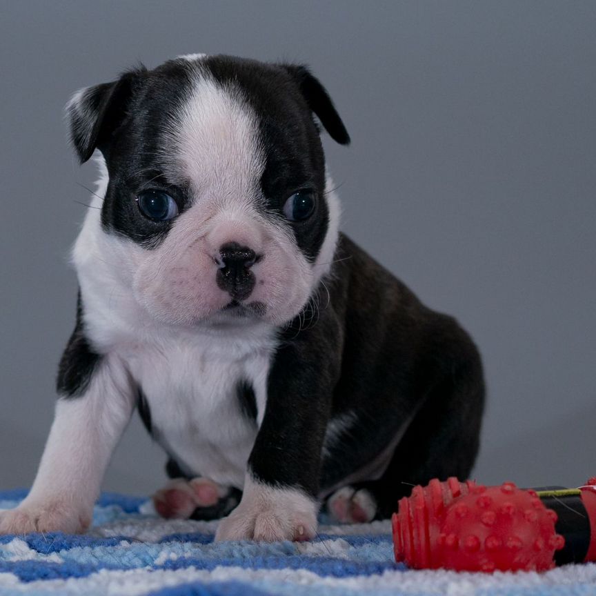 Бостон-терьер, щенок