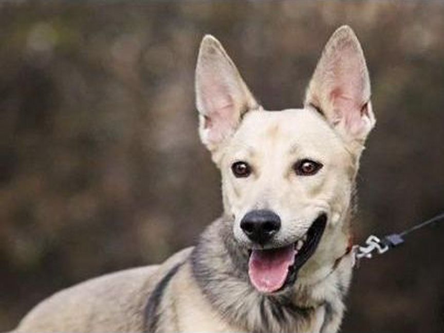 Балу, собака добряка